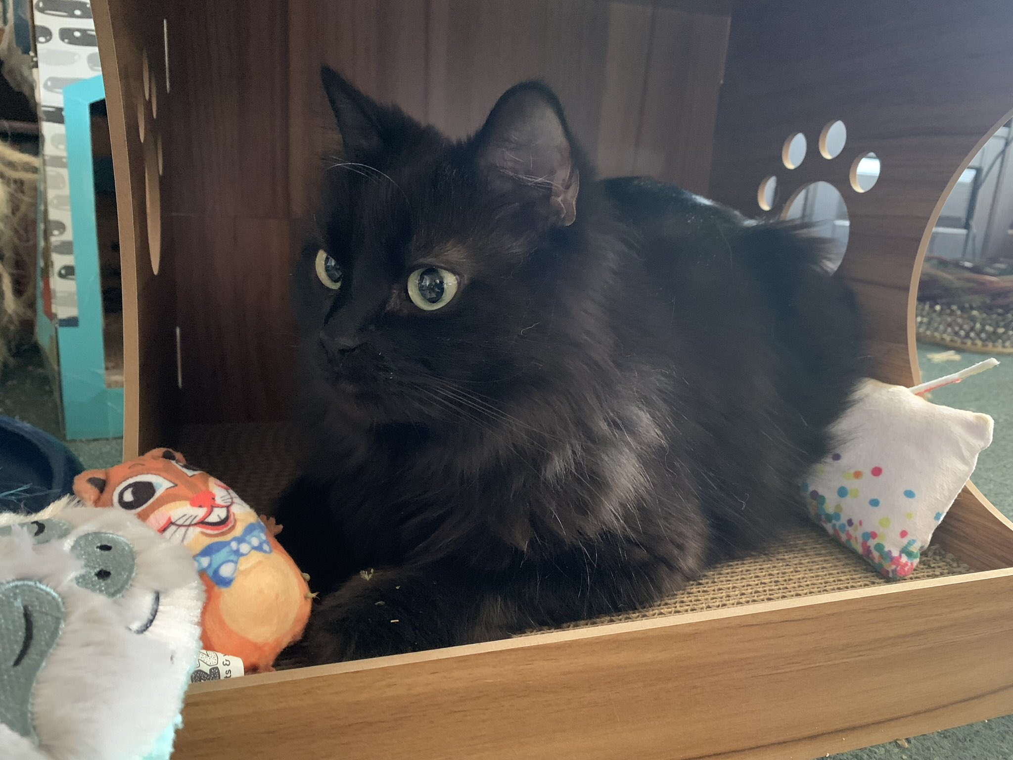 Shawn’s FOURTH Birthday